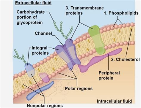 Physiology E1 Flashcards Quizlet