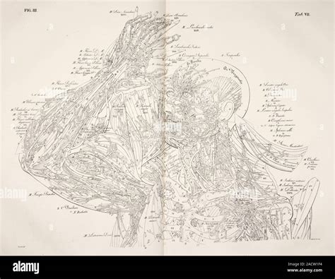 Anatomical Drawing Anatomical Print Of The Human Body With Natural