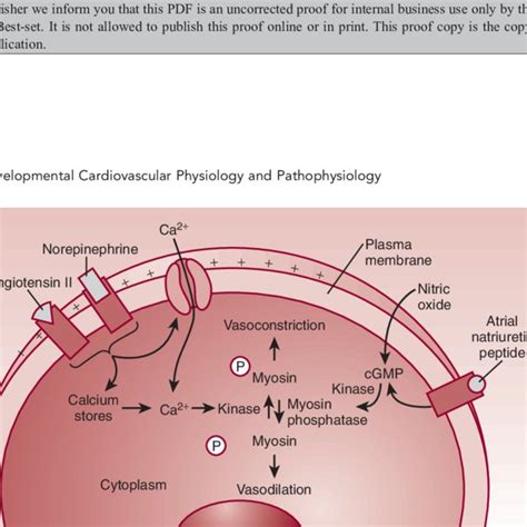 Regulation Of Vascular Smooth Muscle Tone The Steps Involved In
