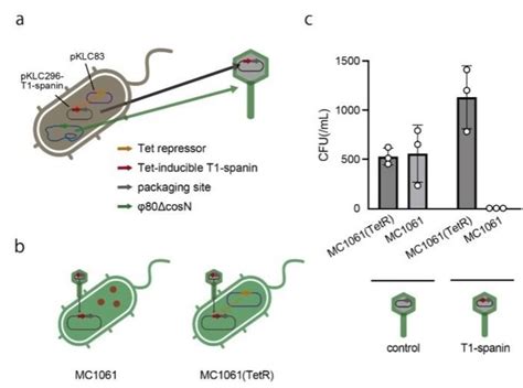 Investigating The Antibacterial Effects Of T1 Spanin On Antibiotic Resistant Bacteria