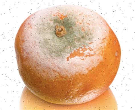 Orange Object Detection Dataset By Pusan National University