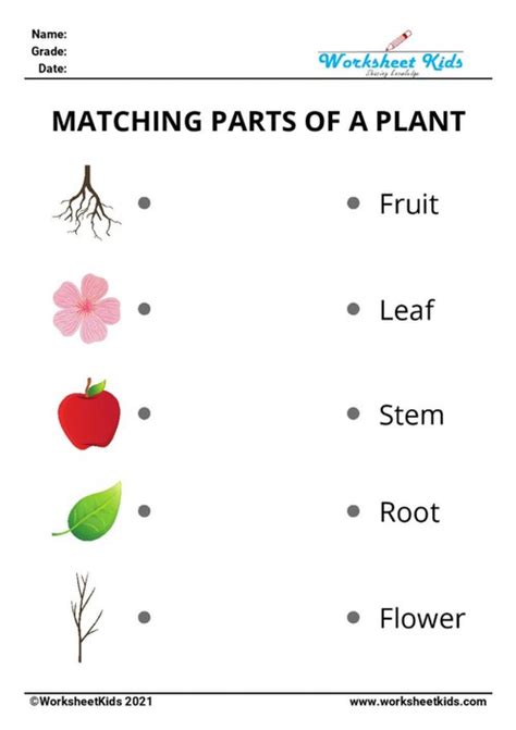 Free Plant Parts And Functions Worksheets Preschool To 2nd Grade Worksheets Library