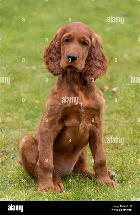 Setter Mix Puppies