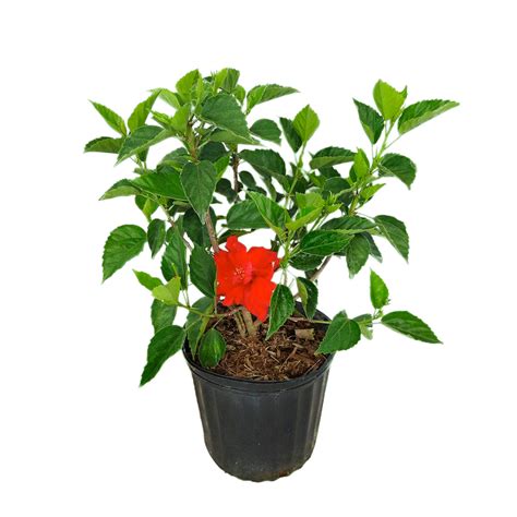 Buy Hibiscus Rosa Sinensis Double Red Tropical Hibiscus Free
