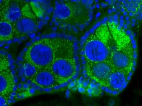 Smart Science Wolbachia Bacteria Might Stop Zika And Dengue Viruses