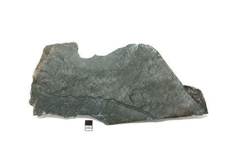 Ediacarian Fossil Cyclomedusa Sp Sprigg 1947