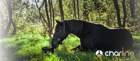 Spring Fever Magazine Equusvitalis Onlineshop