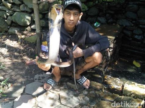 Berita Dan Informasi Pawang Ular Kota Malang Terkini Dan Terbaru Hari