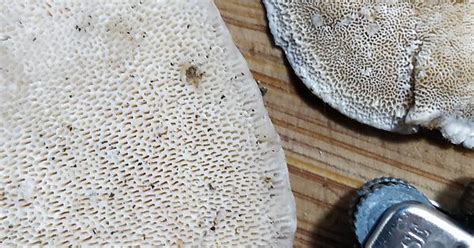 Spores Album On Imgur