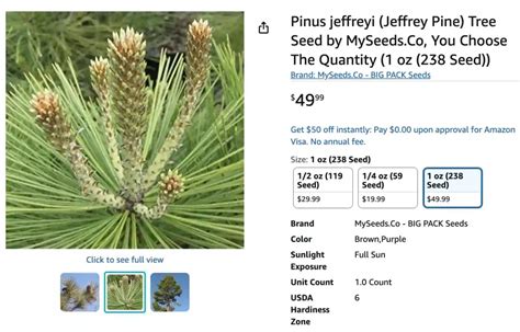 Pinus Jeffreyi Jeffrey Pine