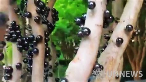 브라질 자보티카바 포도나무입니다 Unnews 유엔뉴스 유엔신문