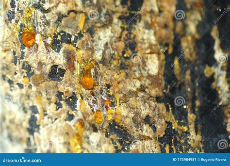A Tree Sap Detail Close Up Stock Image Image Of Dripped Coniferous 173984981