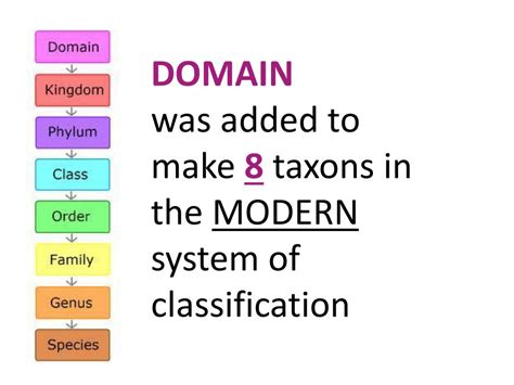 PPT Classification Chapter 18 Review PowerPoint Presentation Free