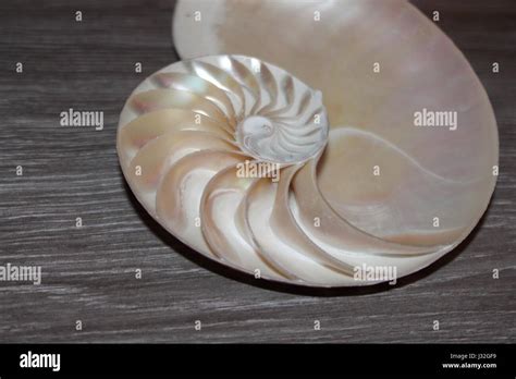 Nautilus Shell Symmetry Fibonacci Half Cross Section Spiral Golden