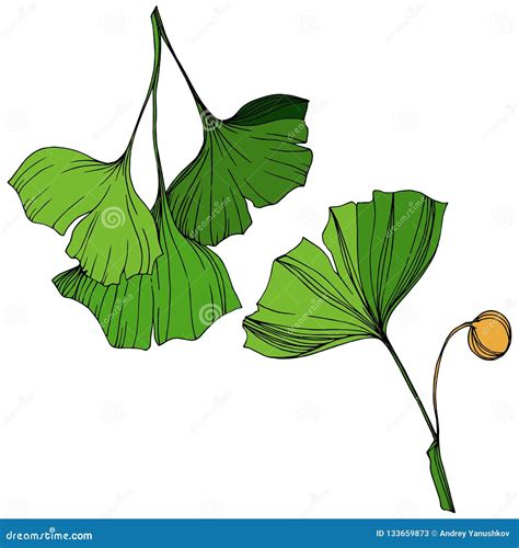 Vector Isolated Ginkgo Illustration Element Green Leaf Plant