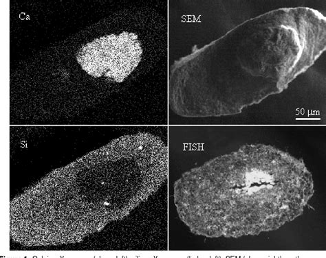 Figure 1 From The Influence Of Calcium On Granular Sludge In A Full Scale Uasb Treating Paper