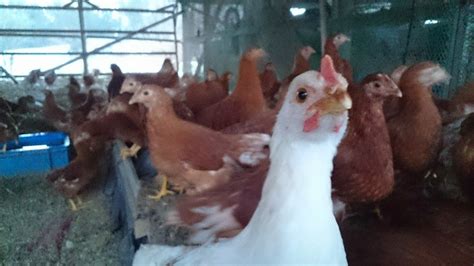伊賀有機農産供給センター 約3ヶ月めのぴーさん。🐣🐤🐥 羽も生え代わり、ヒヨコ→小鳥に変身しました。