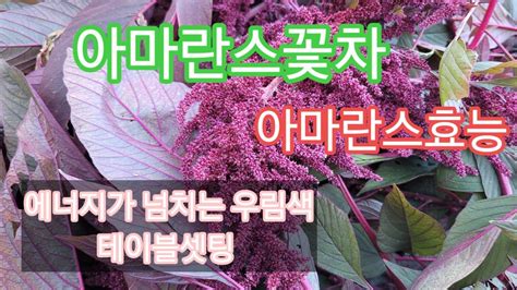 아마란스꽃차 아마란스효능 에너지 넘치는 붉은 우림색 으로 테이블셋팅 Youtube