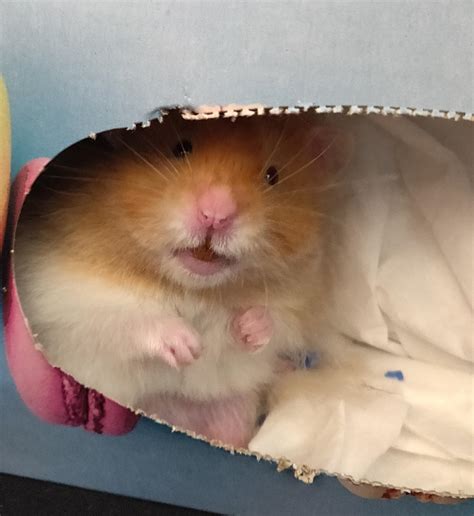 Meet Teemo Double Thumbs Up Those Who Know Where That Name Is From