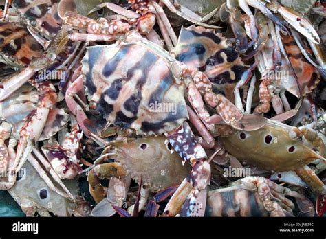 The Dungeness Crab Metacarcinus Magister Formerly Cancer Magister At