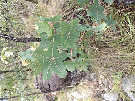 Manihot Peltata Pohl World Flora Pl Ntnet Identify
