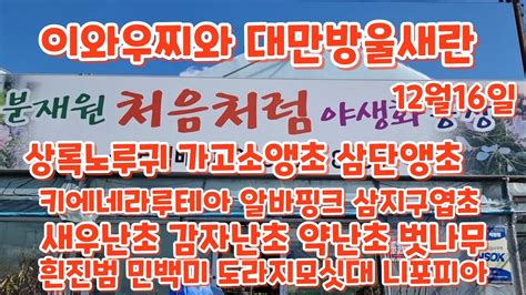 대만방울새란 가고소앵초 상록노루귀 삼지구엽초 철쭉 니포피아 처음처럼야생화 Youtube