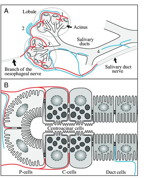 Schematic Representation Of The Organization Of The Cockroach Salivary