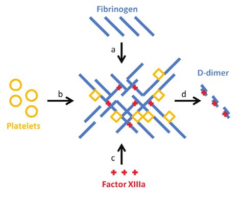 Principal Scheme Of Fibrin Clot Composition Indicating Factors That