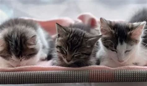 WTVC NewsChannel 9 On Twitter ON THE MEND 3 Kittens Are Doing A Lot