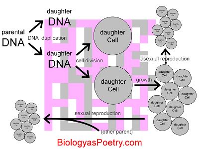 Replication Biology As Poetry