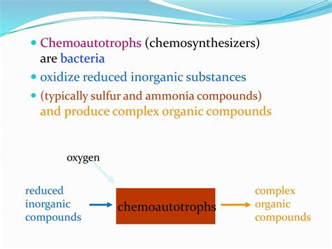 Energetics Of Marine Ecosystems Ppt Download