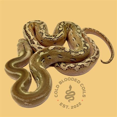 Reticulated Pythons History And Fascinating Facts