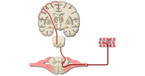 Primary Motor Cortex Location And Function Getbodysmart