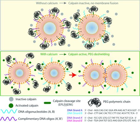 Schematic Of Dna Mediated Membrane Fusion Induced By Calcium