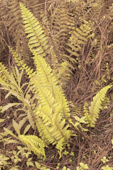 The Wild Nephrolepis Exaltata Fern Stock Image Image Of Greenery