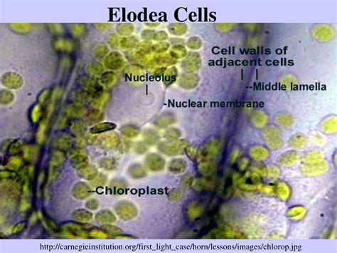 Ppt Cell Structure Lab Powerpoint Presentation Free Download Id415926