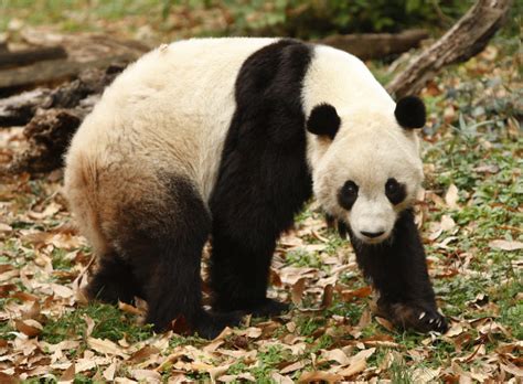Endangered Panda Bears Zoo Negara New Arrivals