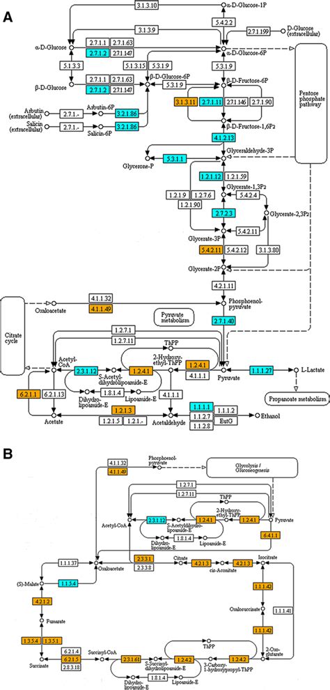 The Glycolytic And The Citric Acid Cycling Enzymatic Pathways In S Download Scientific Diagram