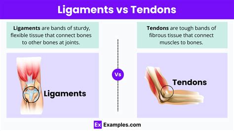 Ligaments Vs Tendons Key Differences And Similarities Explained