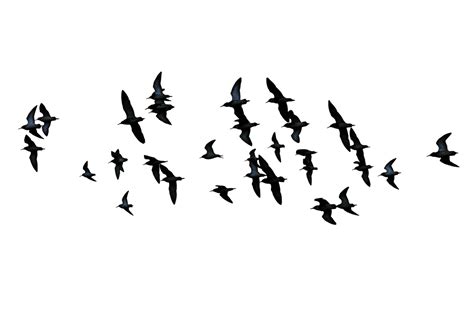 Vogels Vliegend Vlucht Gratis Afbeelding Op Pixabay