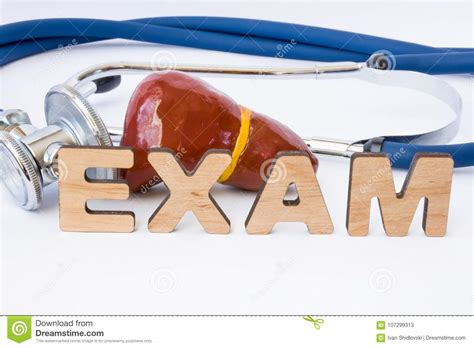 Liver Examination Or Exam In Hepatology Concept Model Of Liver With Gallbladder Near