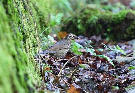 野鳥撮影を楽しむ マミジロ
