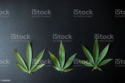 大麻或大麻葉在黑色背景頂視圖平躺範本或類比大麻葉子在美麗的黑暗背景與複製空間 照片檔及更多 健保和醫療 照片 健保和醫療 具有特定質地