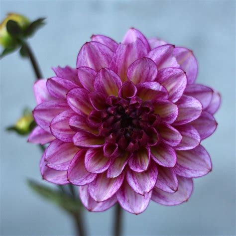 Oh Garden Dahlia Muchacha