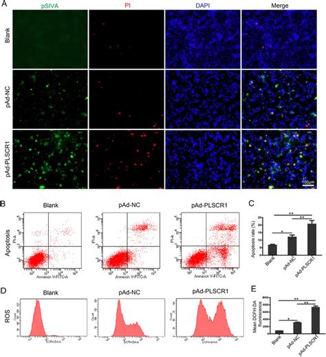 Overexpressed Plscr1 Promotes Phosphatidylserine Ps Exposure Cell