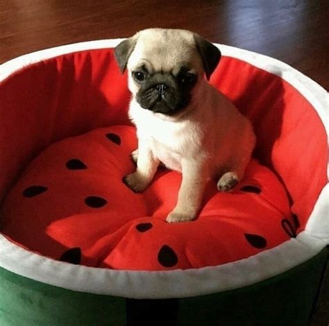 Cute Little Puppies, Pug Puppy, Cute Dogs And Puppies, Cute Little ...
