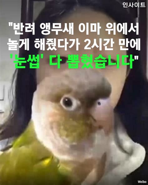 인사이트 펫 가족들 몰래 고양이 버린 아빠떨어지지 않으려는 고양이 가차 없이 떼어내고 가버려 유기묘 고양이탐정 가족갈등 고양이 반려묘 고양이유기
