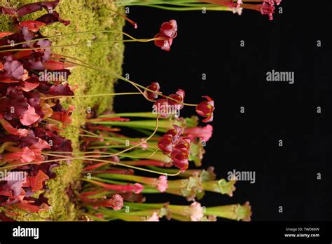 American Foreign Green Bryophytes Black Background Photography Picture