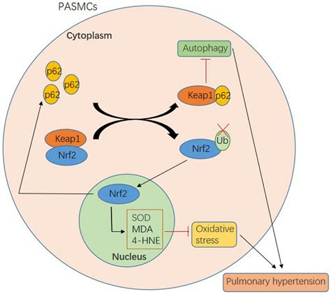 Activation Of The P62‐keap1‐nrf2 Pathway Improves Pulmonary Arterial Hypertension In Mct‐induced