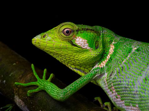 What Are Diffusers In Photography And How To Use Them